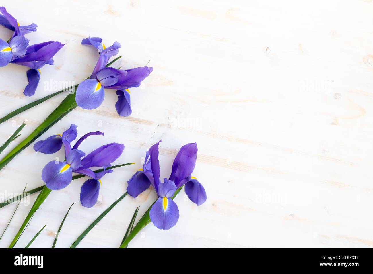 four fresh iris flowers poking into frame, flat lay with copy space on ...