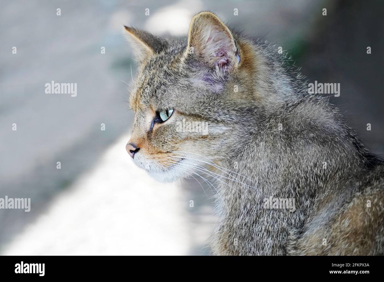 Cat side profile hi-res stock photography and images - Alamy