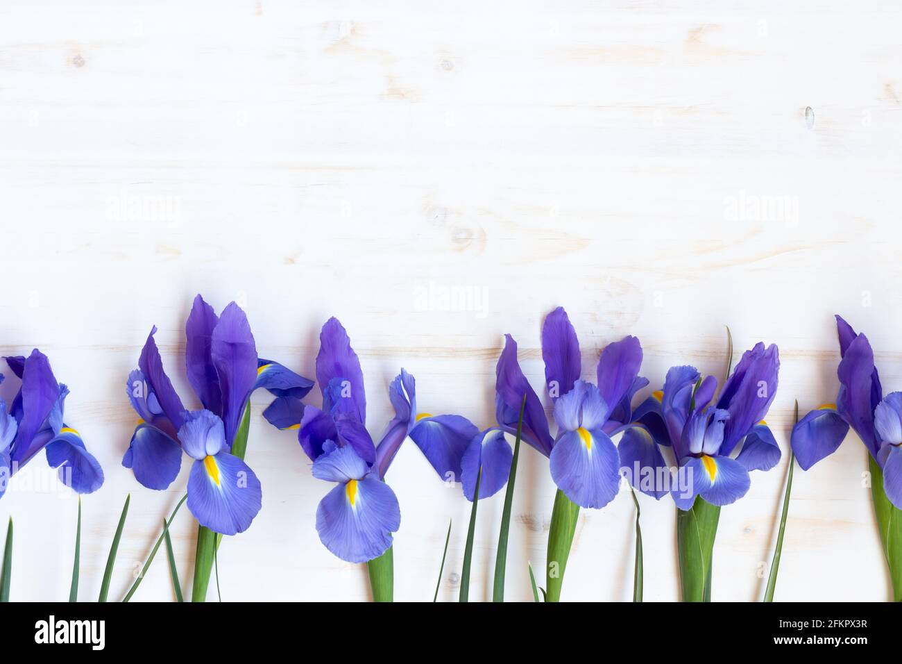 border of fresh iris flowers along bottom edge of frame, flat lay with ...