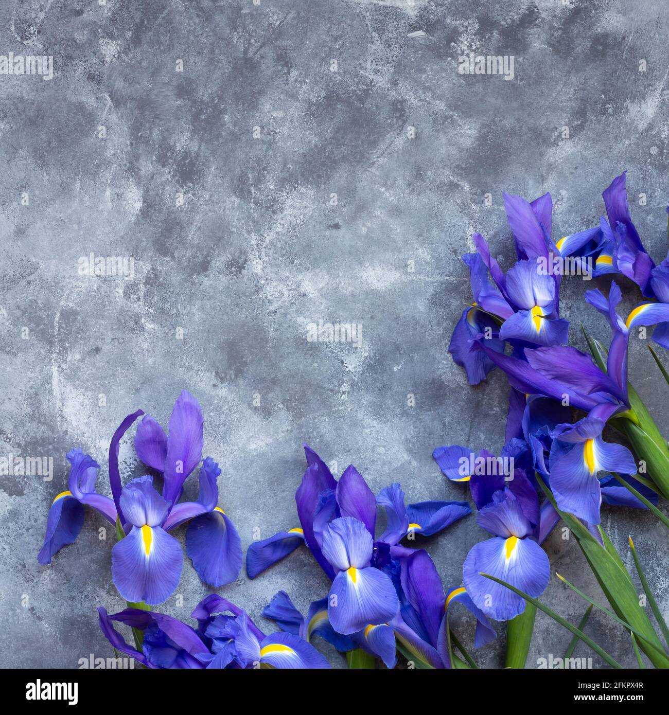 flat lay frame of fresh iris flowers on grey background with copy space ...