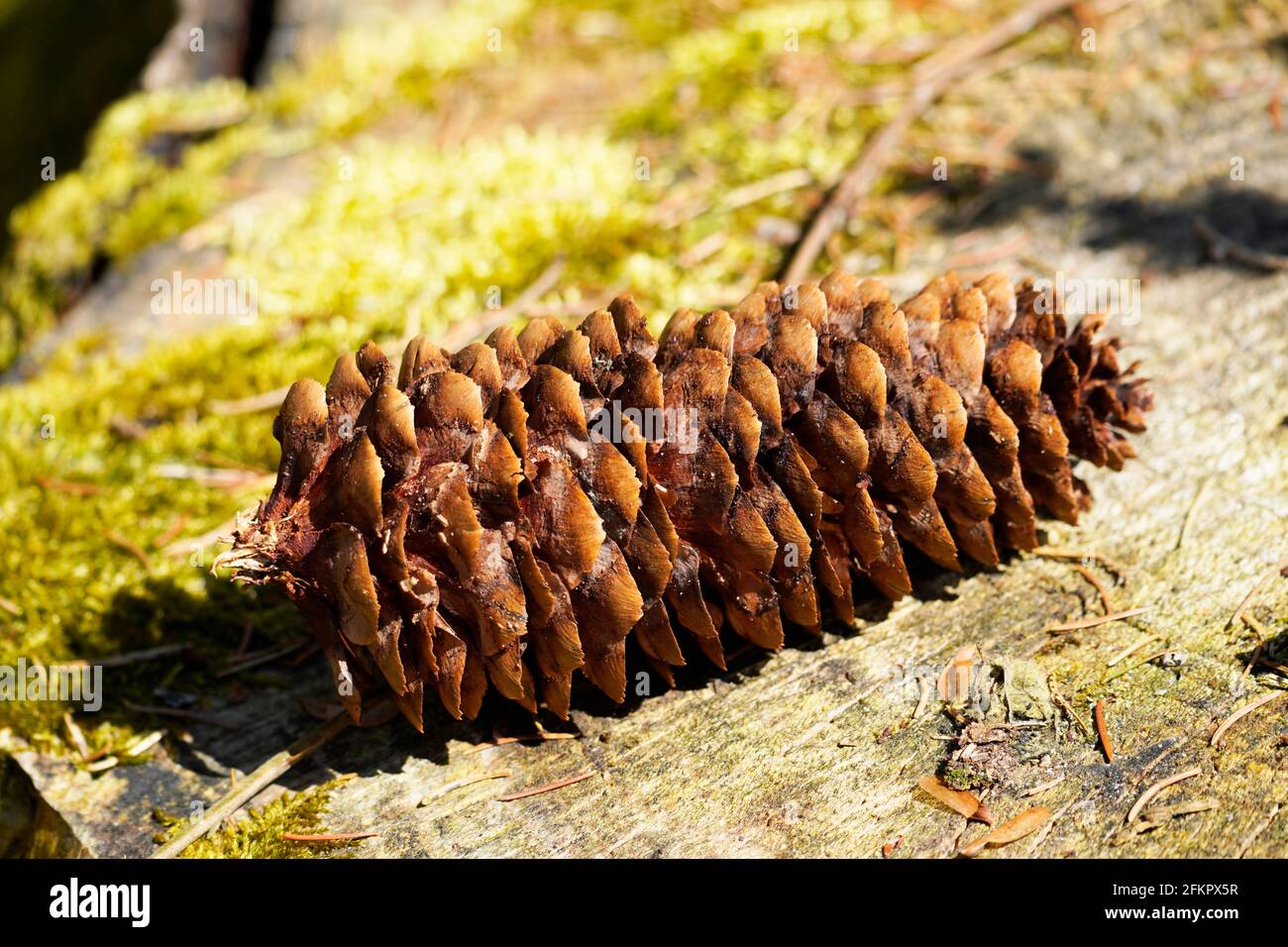 Natural cone hi-res stock photography and images - Alamy