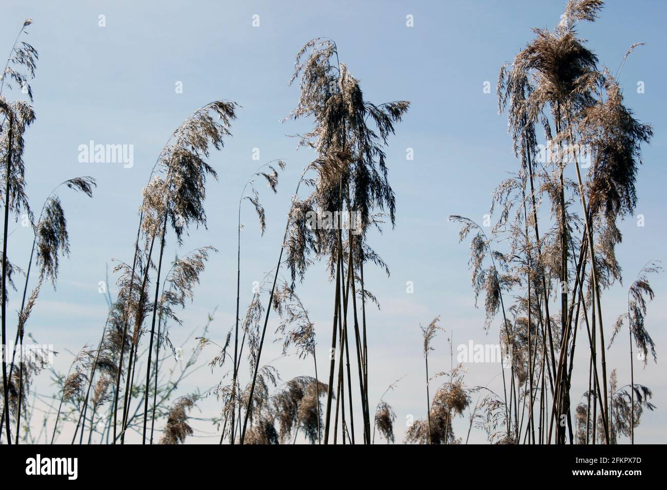 Common reed grass (phragmites australis) tall stems with feathery ...
