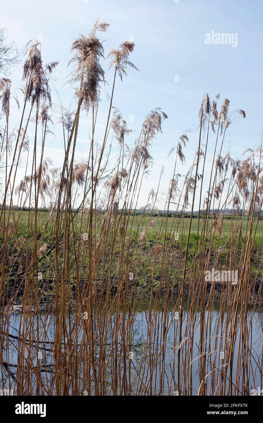 Common reed grass (phragmites australis) tall stems with feathery ...