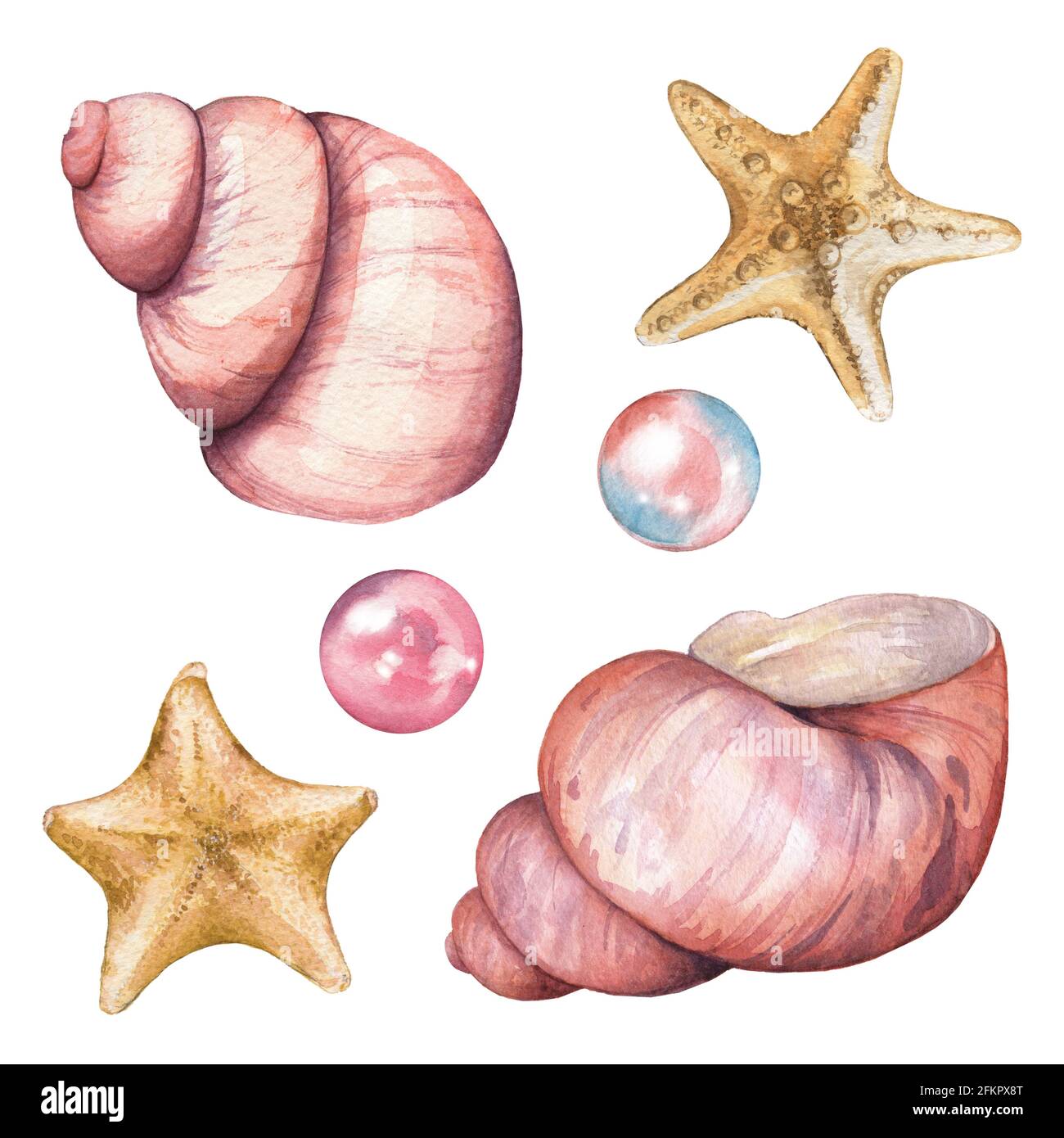 Set of sea shells. Watercolor illustration. Handmade drawing. Perfect ...