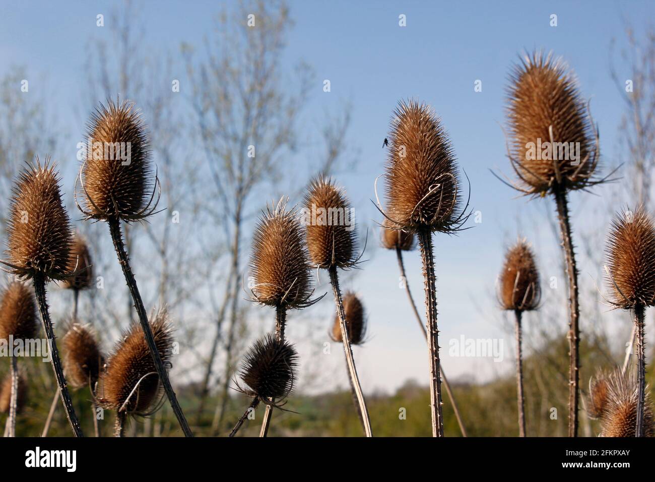 Brown conical spikey seed heads of the teasel plant growing wild in ...