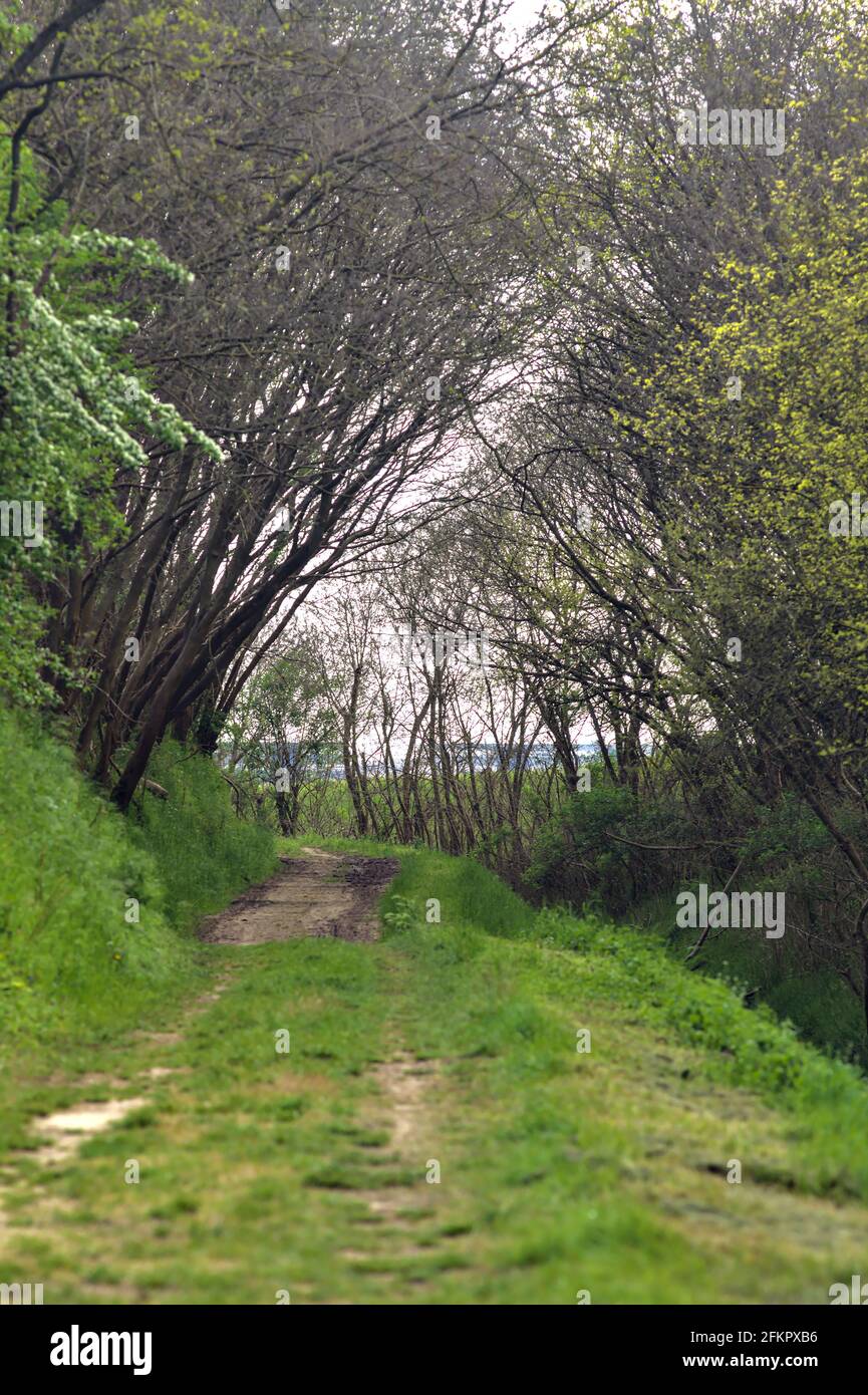 Shady path in a grove with trees arching on it Stock Photo - Alamy