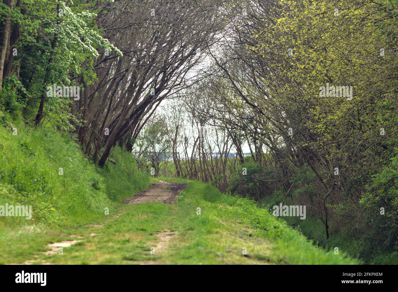 Shady path hi-res stock photography and images - Alamy