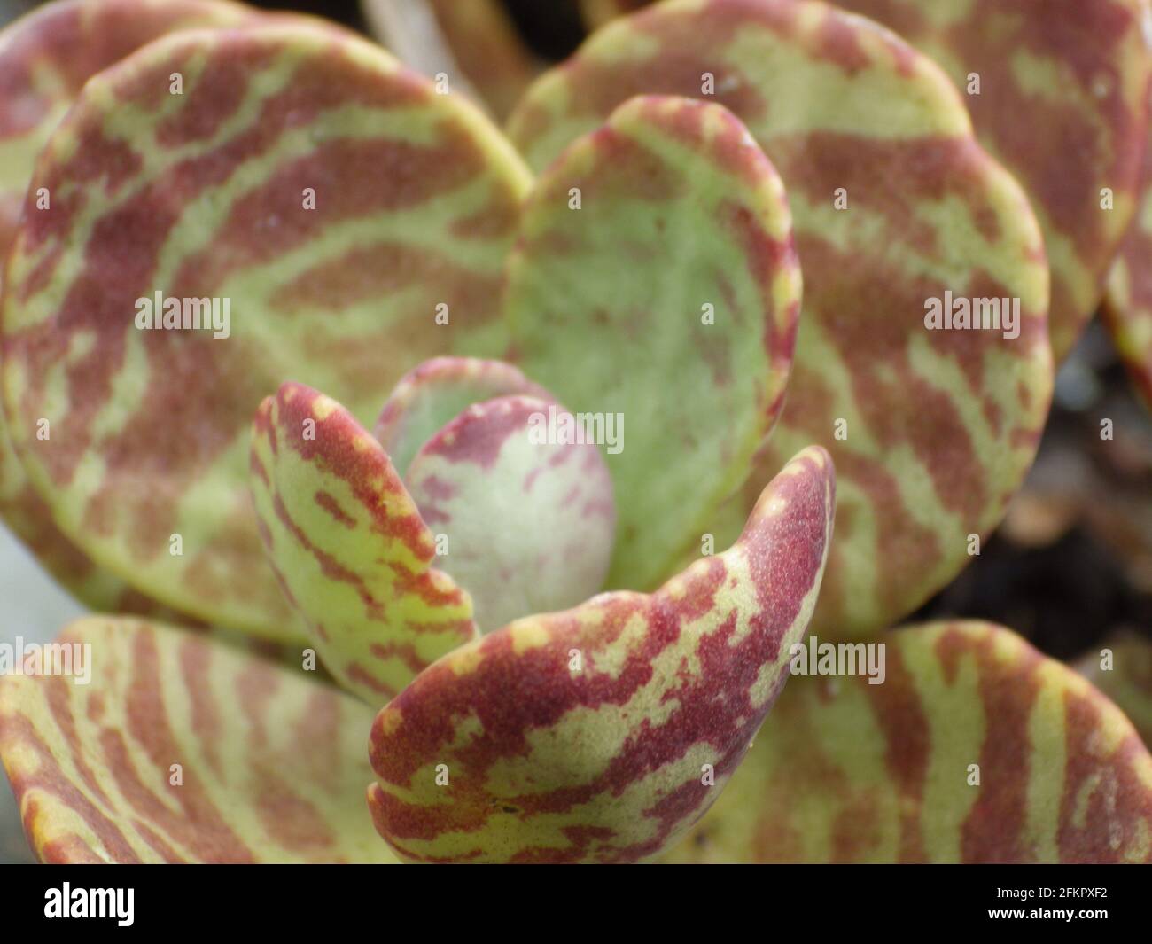 Penwiper hi-res stock photography and images - Alamy