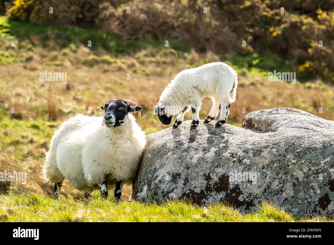 A blackface sheep family in a field in County Donegal - Ireland Stock ...