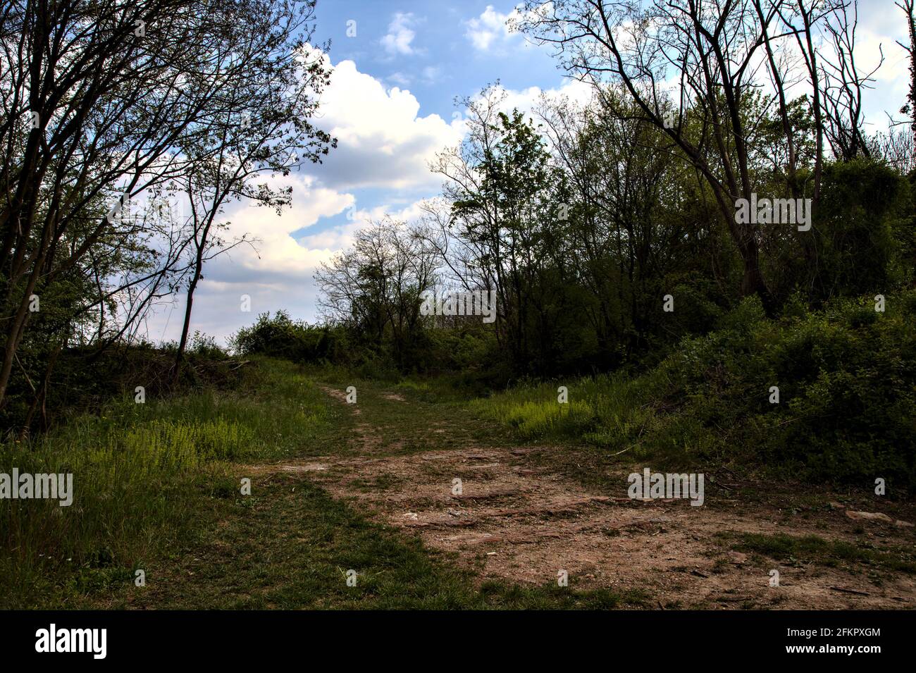 Ancient staircase in a path in a grove Stock Photo - Alamy