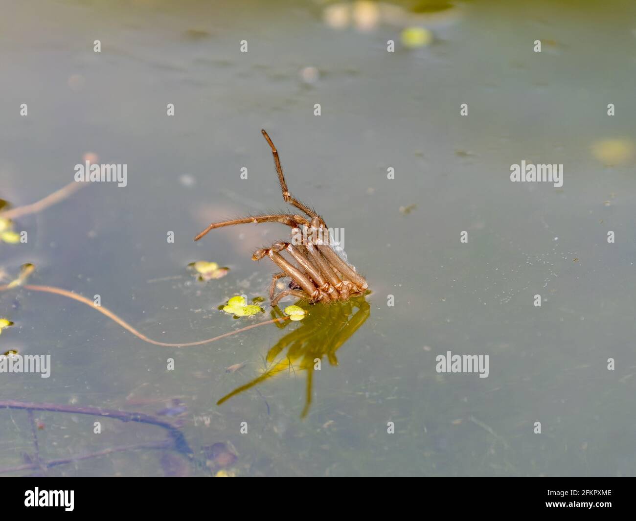 Spider External Skeleton ( Exoskeleton ) floating on Pond Water Stock ...
