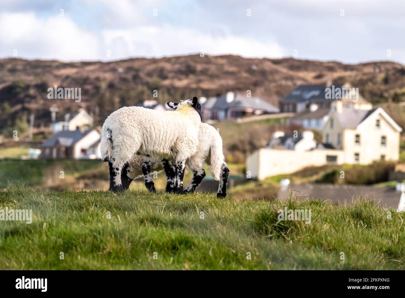 Cute blackface sheep lambs in a field in County Donegal - Ireland Stock ...