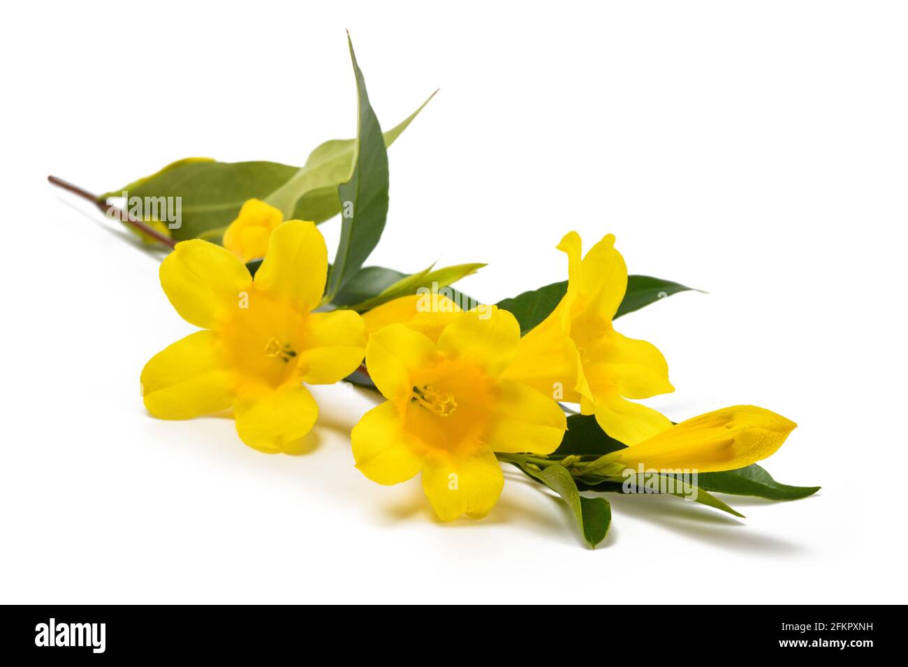 Gelsemium sempervirens isolated on white background Stock Photo - Alamy