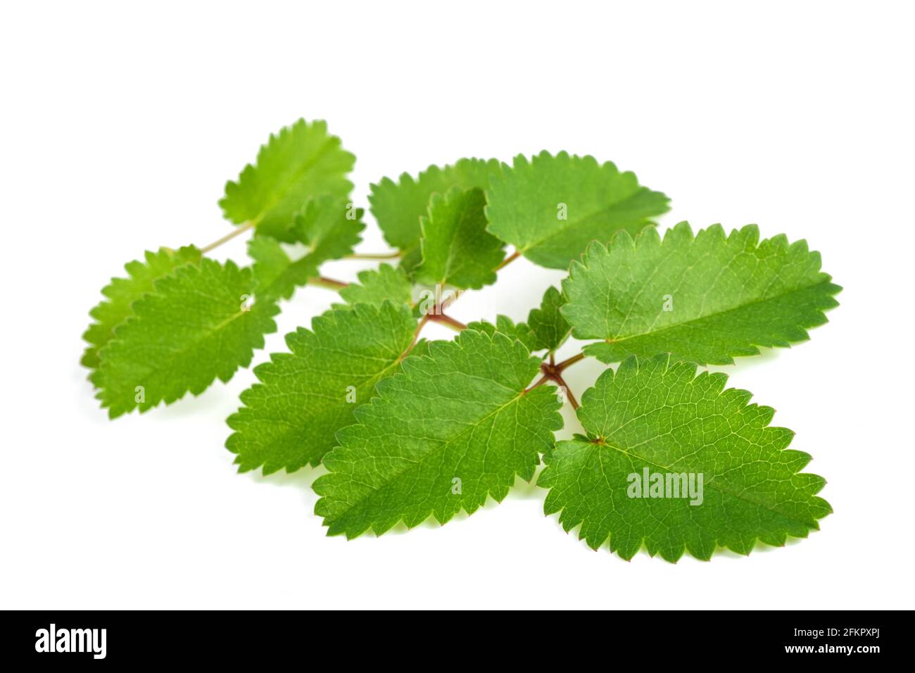Salad burnet hi-res stock photography and images - Alamy