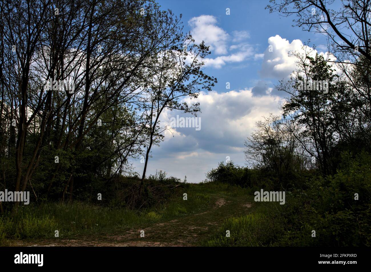 Ancient staircase in a path in a grove Stock Photo - Alamy
