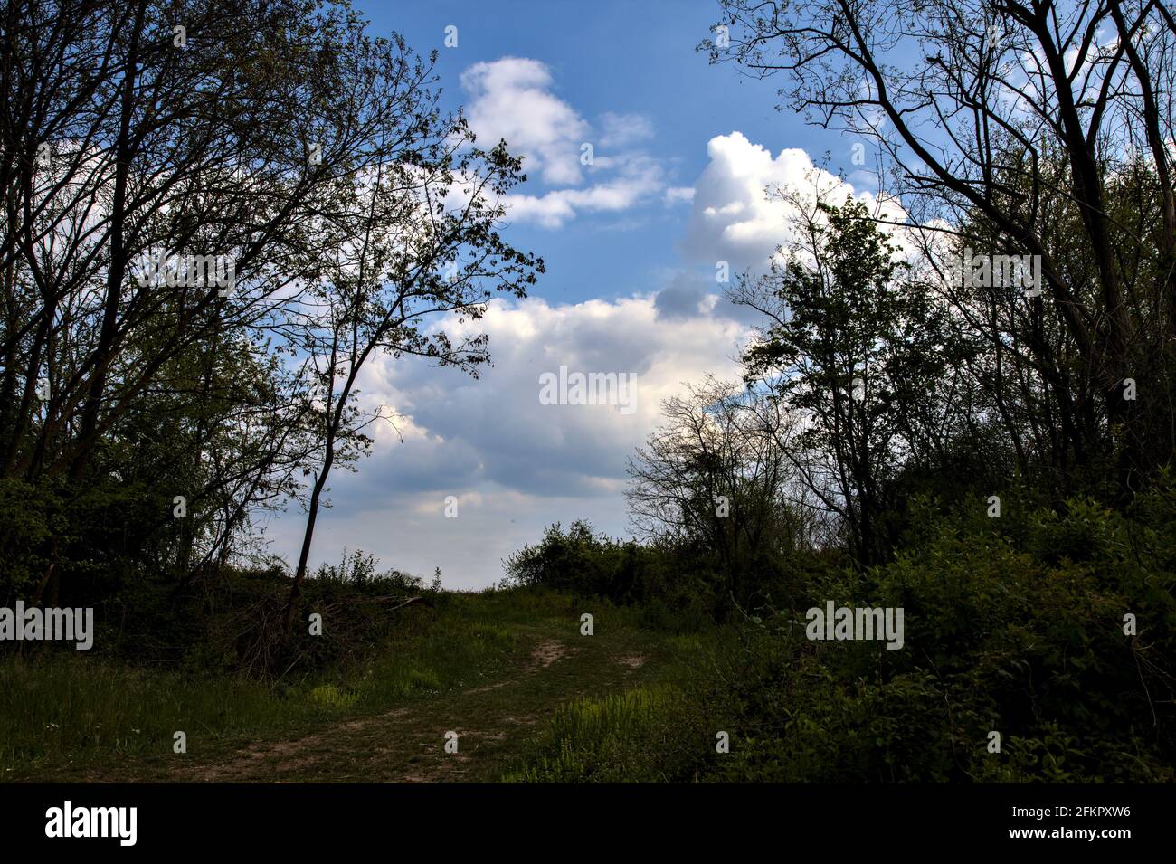 Ancient staircase in a path in a grove Stock Photo - Alamy