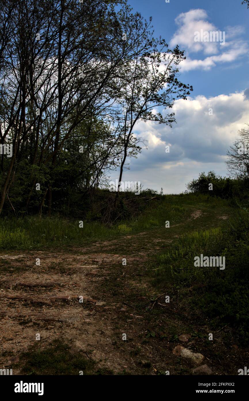 Ancient staircase in a path in a grove Stock Photo - Alamy