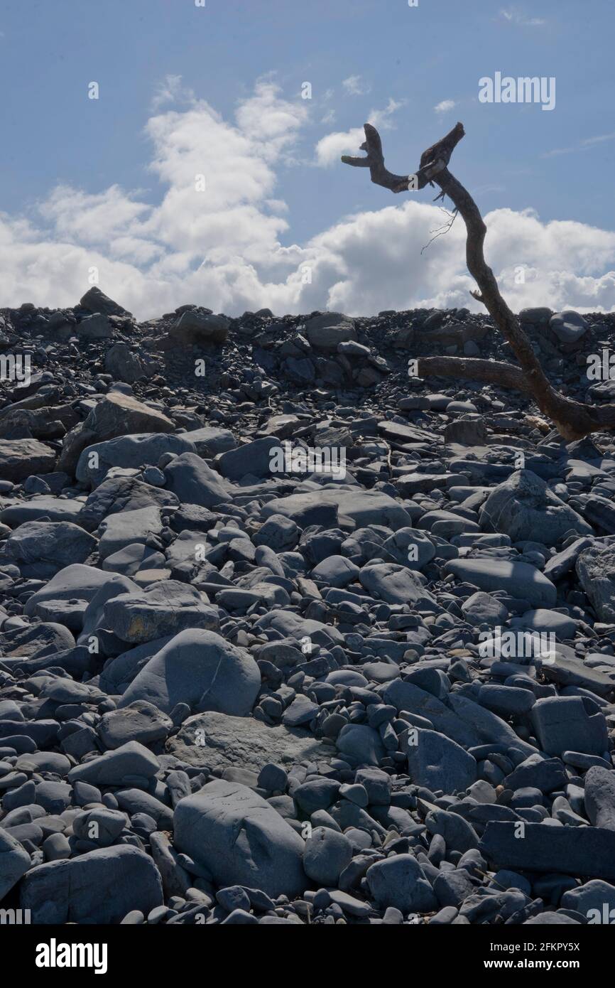 Beach with pebbles,rocks and stacked limestone strata in Ceredigion ...