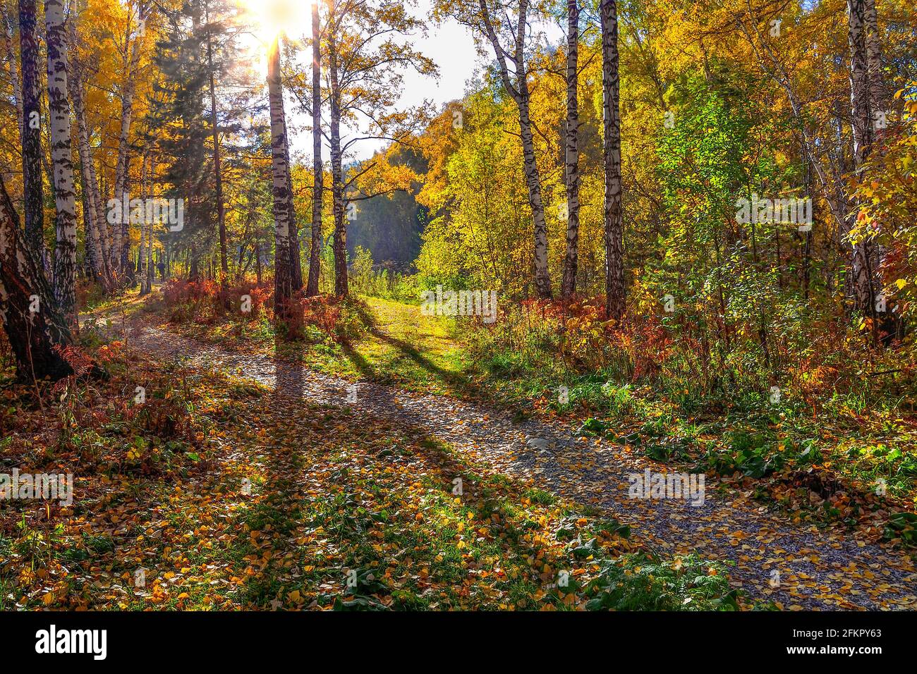 Colorful autumn birch forest with bright sunlight illuminated, footpath ...