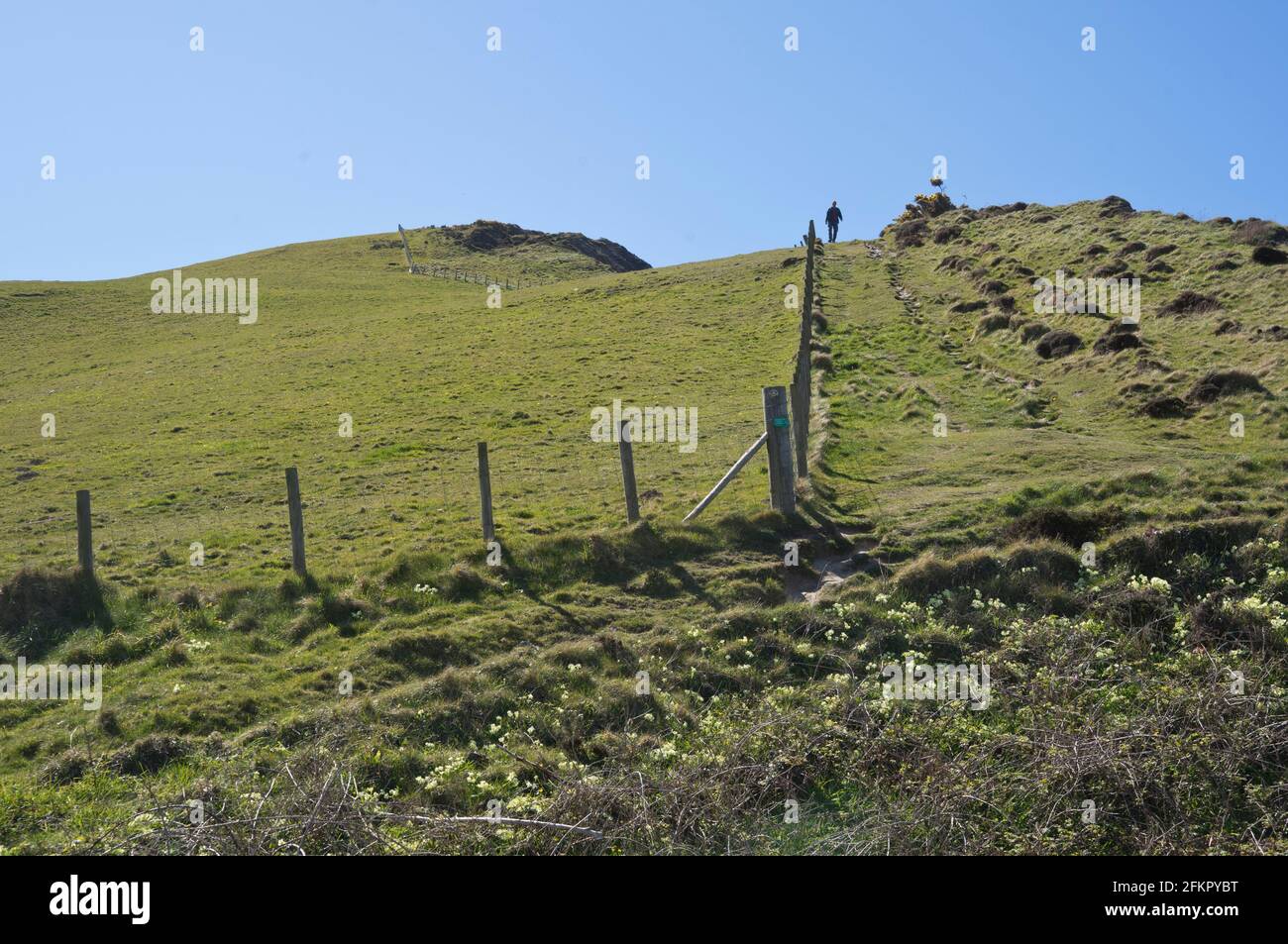 Coastal cliff path in Ceredigion, Wales,UK Stock Photo - Alamy