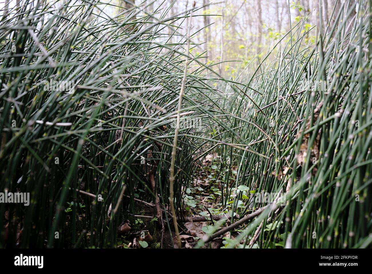 Equisetum hyemale commonly known as rough horsetail forest plantation ...