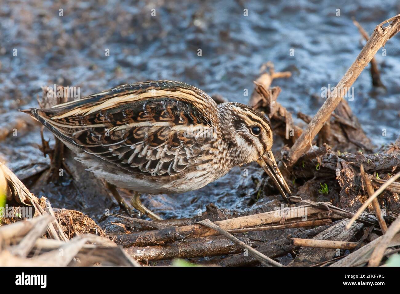 jack snipe or jacksnipe, Lymnocryptes minimus, single bird feeding in ...
