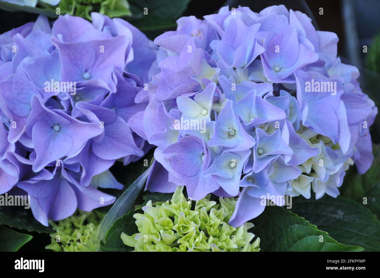 Copenhagen, Denmark. 01 May 2021/ Hortenisa flowers and plants in ...