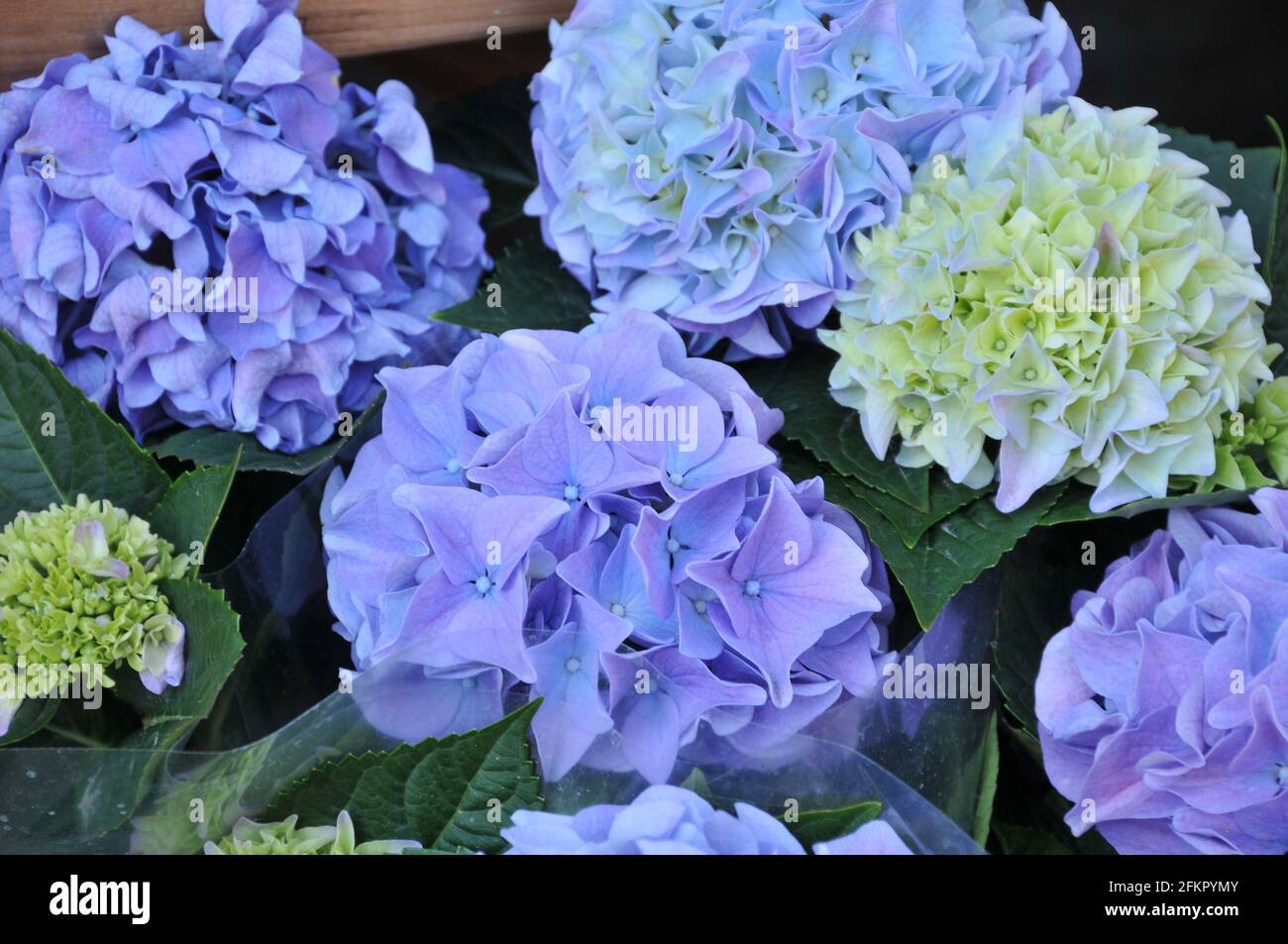 Copenhagen, Denmark. 01 May 2021/ Hortenisa flowers and plants in ...
