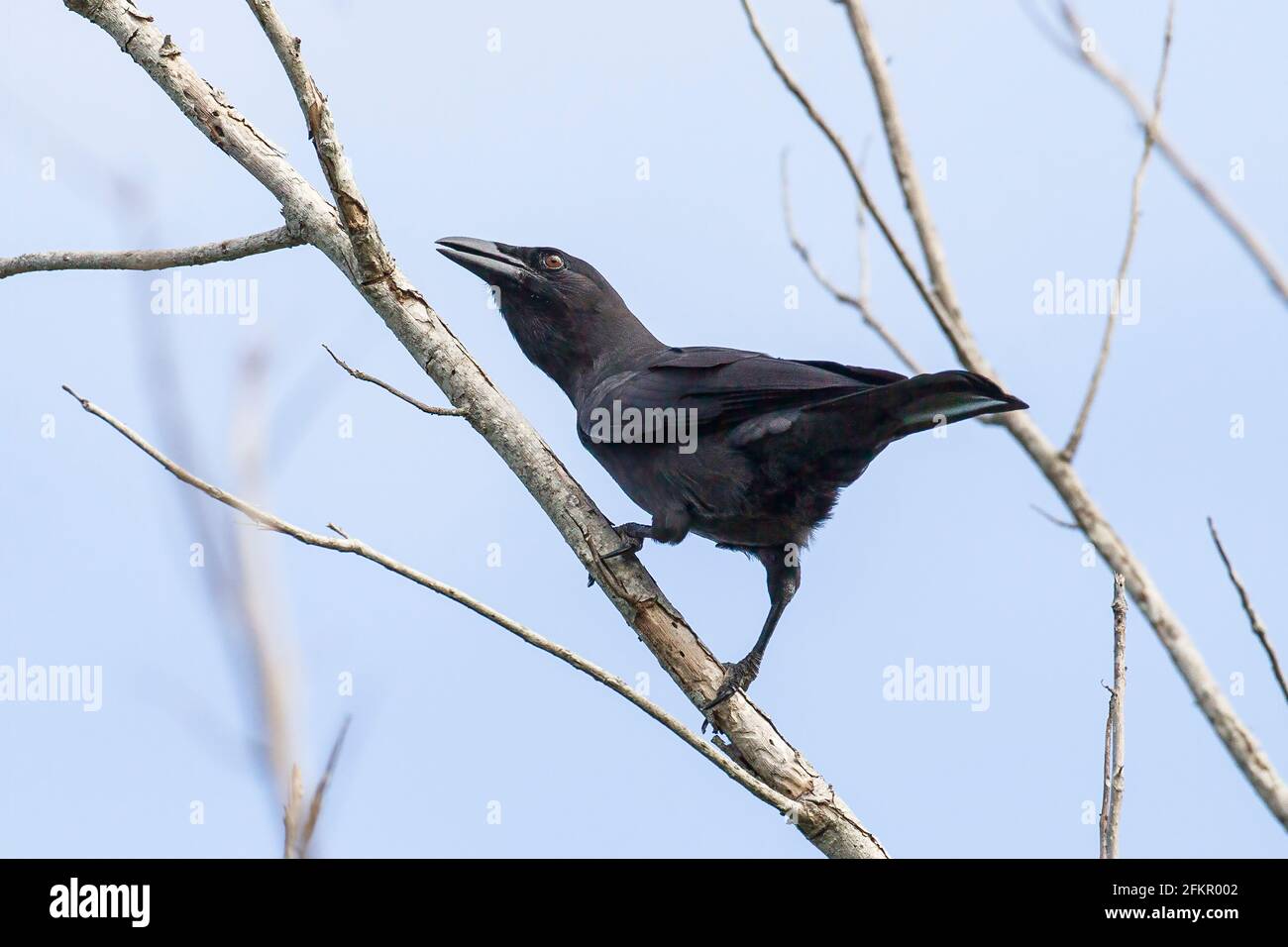 Jamaican crow, Corvus jamaicensis, single adult perched in tree ...