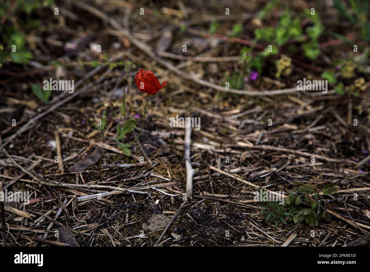 Tiny poppy growing on the concrete Stock Photo - Alamy