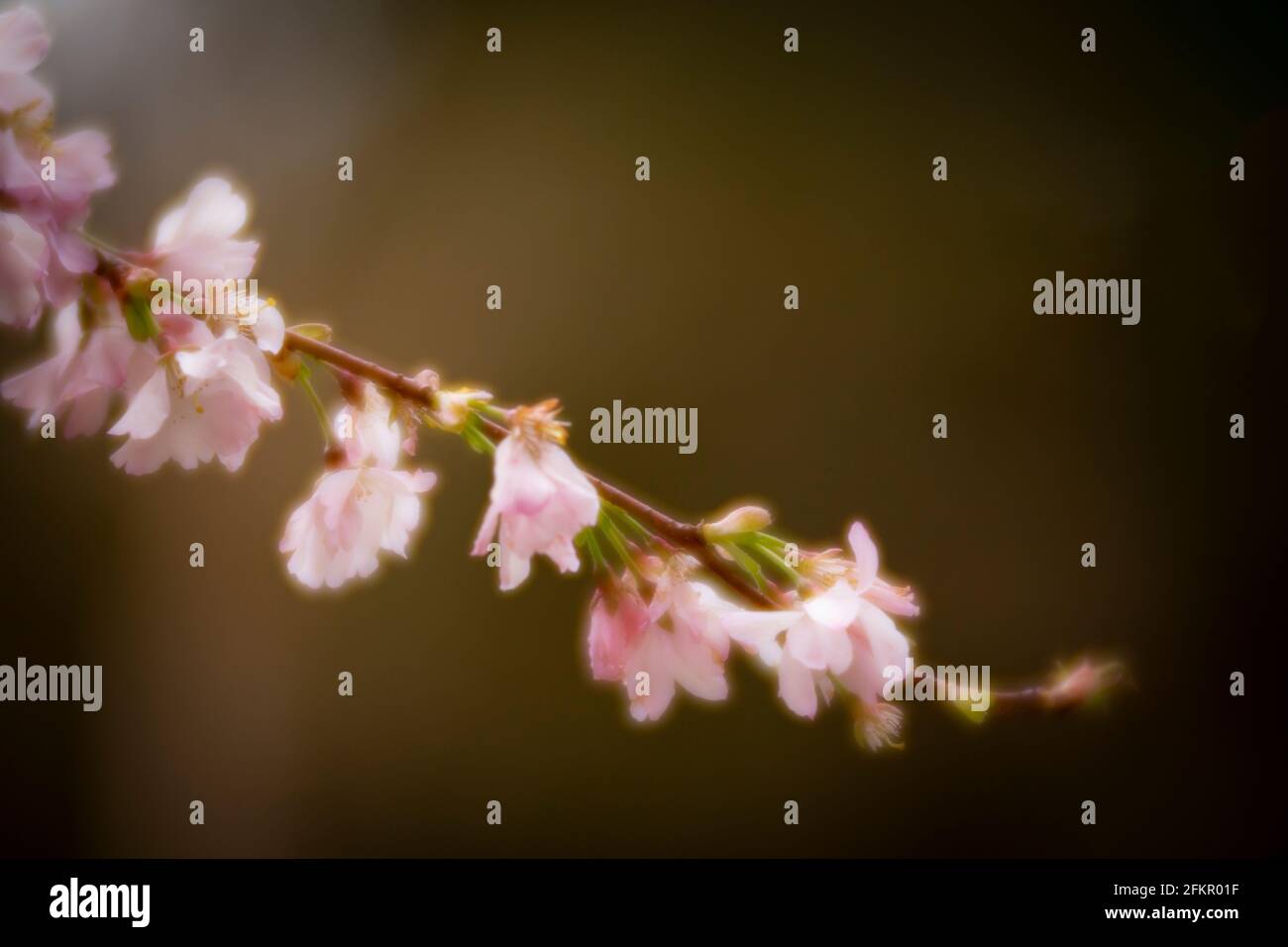 WA19532-00...WASHINGTON - A cherry tree in bloom in the early spring at ...