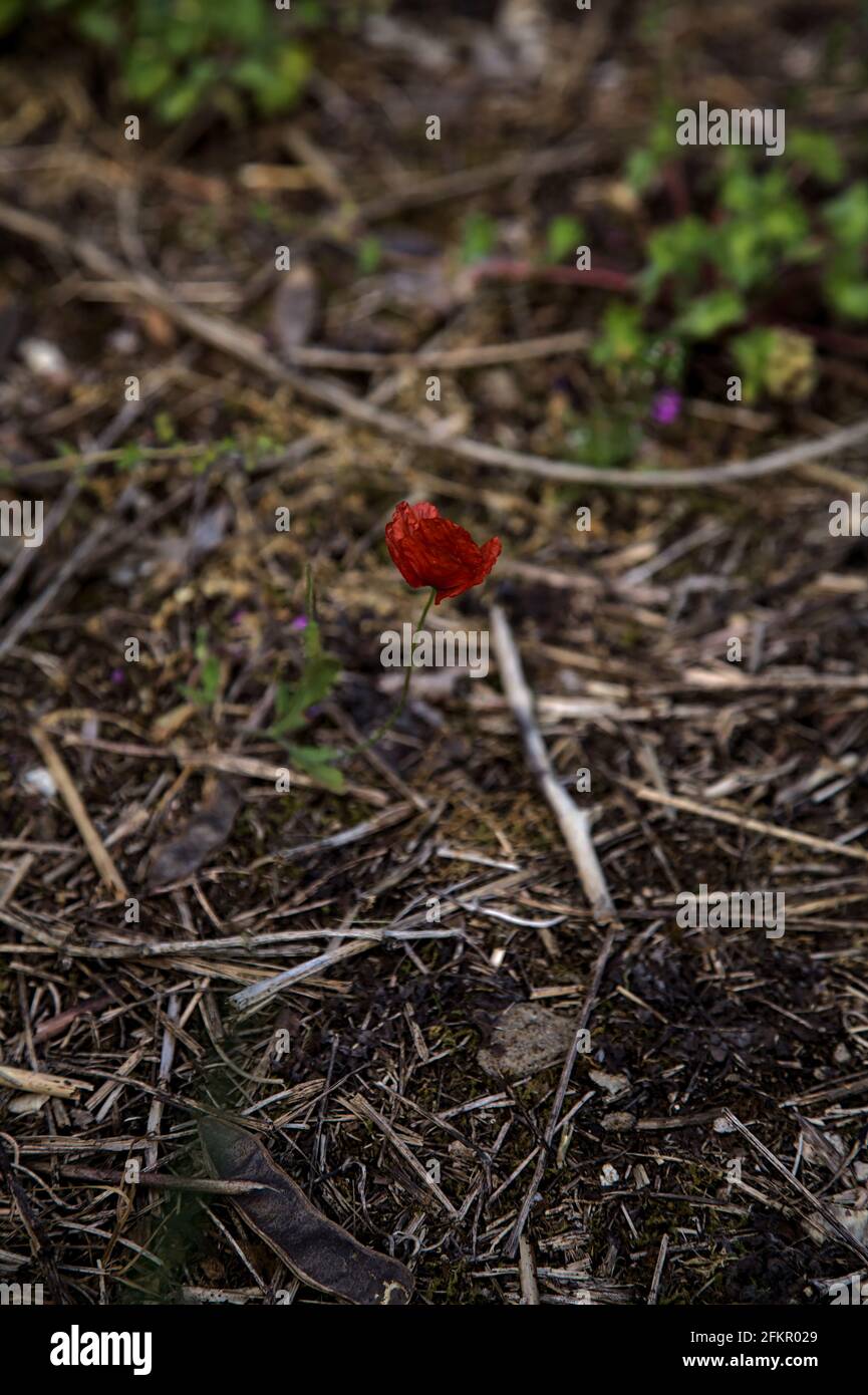 Tiny poppy growing on the concrete Stock Photo - Alamy