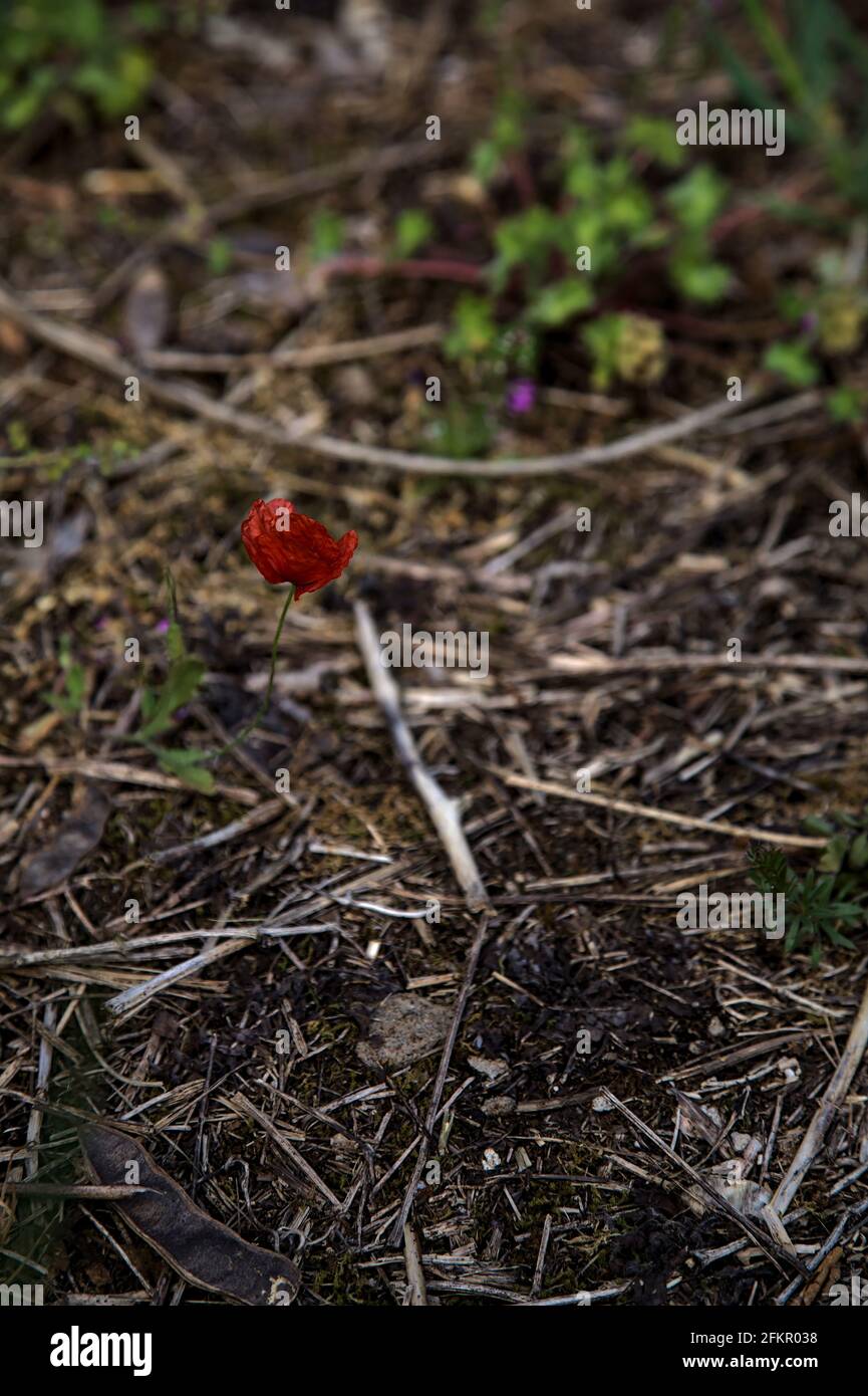 Tiny poppy growing on the concrete Stock Photo - Alamy