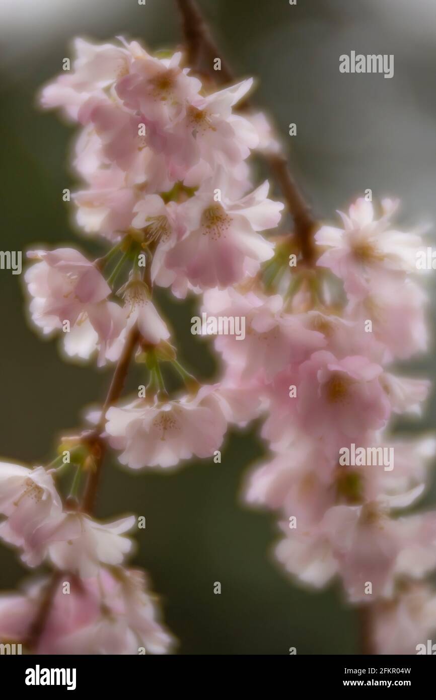Cherry tree in winter hi-res stock photography and images - Alamy