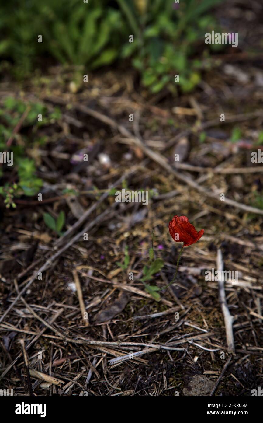 Tiny poppy growing on the concrete Stock Photo - Alamy