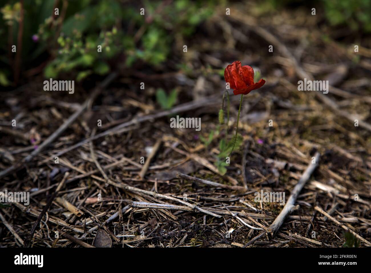 Tiny poppy growing on the concrete Stock Photo - Alamy