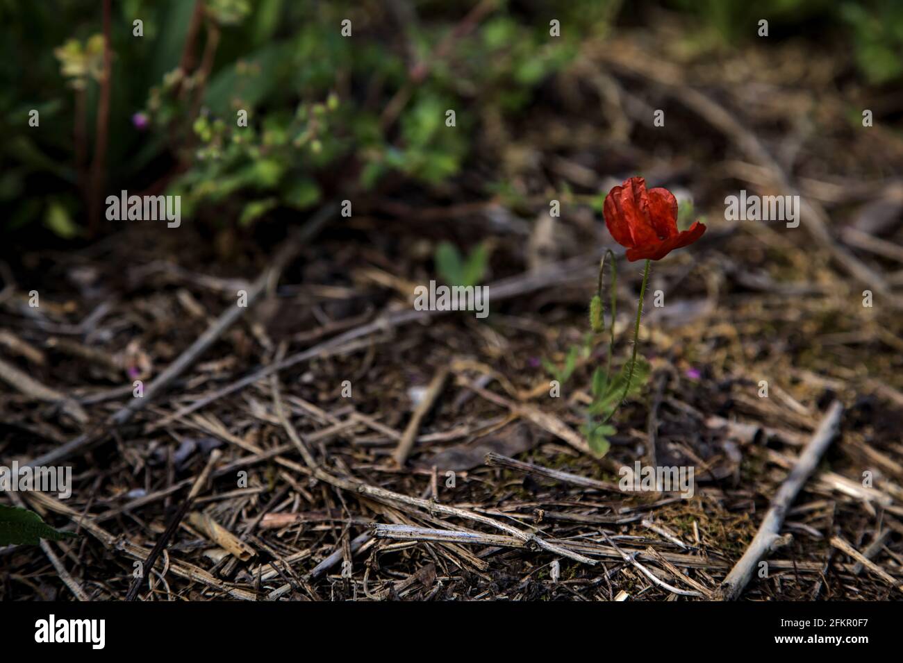 Tiny poppy growing on the concrete Stock Photo - Alamy