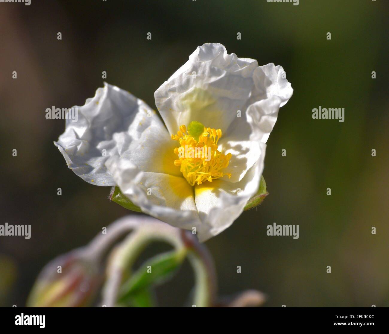 Helianthemum [white rock rose] hi-res stock photography and images - Alamy