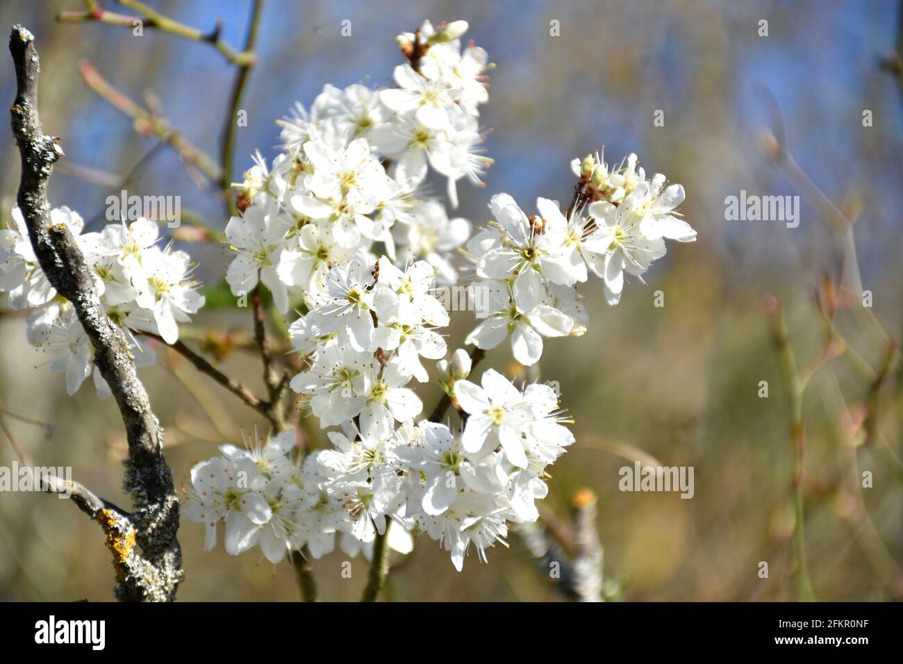 Prunus spinosa plum hi-res stock photography and images - Alamy