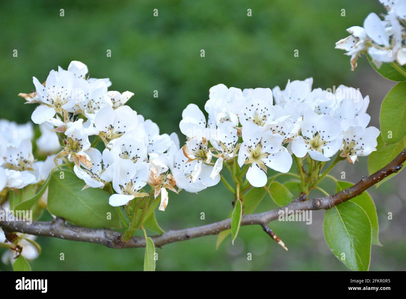 Blooming bradford pear tree hi-res stock photography and images - Alamy