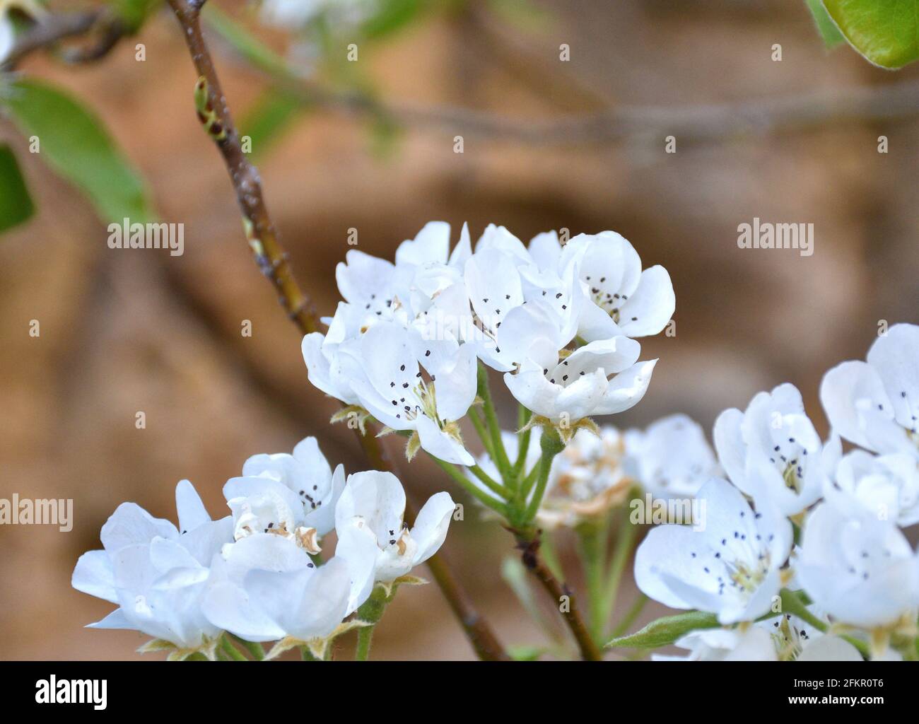 Blooming bradford pear tree hi-res stock photography and images - Alamy