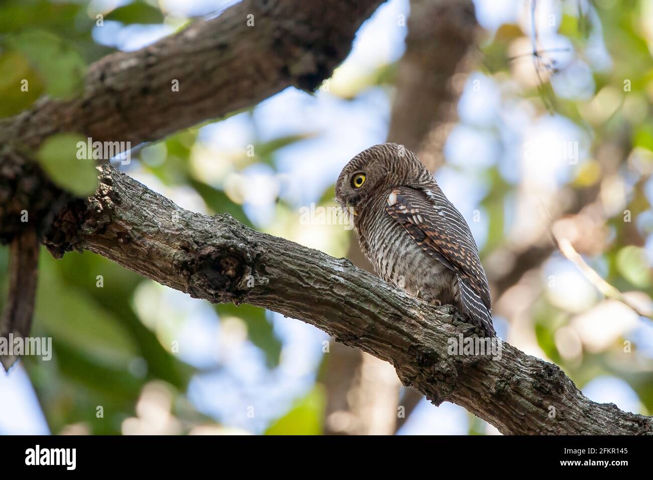 barred jungle owlet or jungle owlet, owl, Glaucidium radiatum, single ...