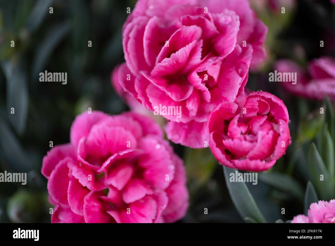 Deep pink flowers of Dianthus or Sweet William in a flower bed Stock ...