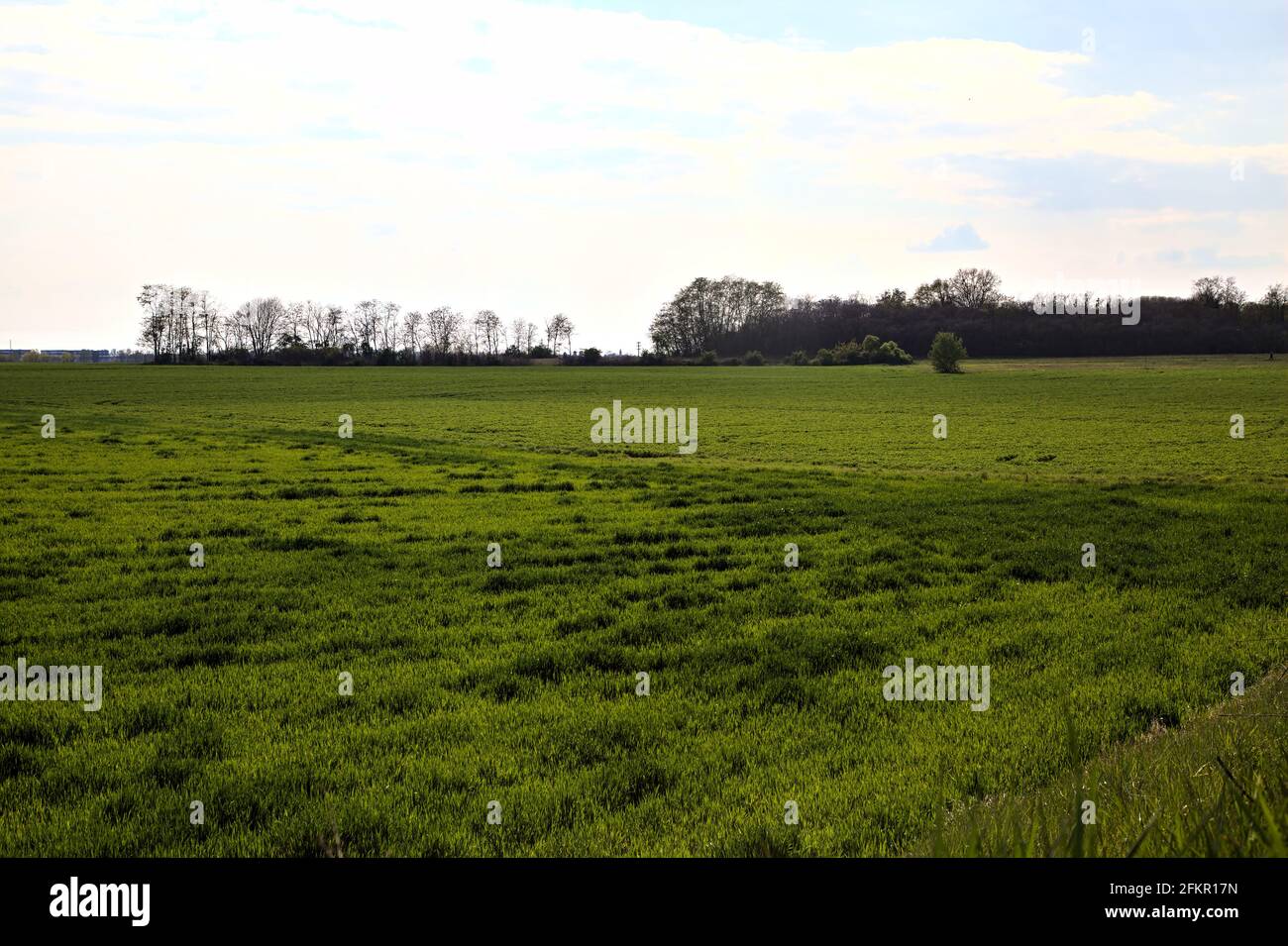 Corn field in early stage of growth in the italian countryside on a ...