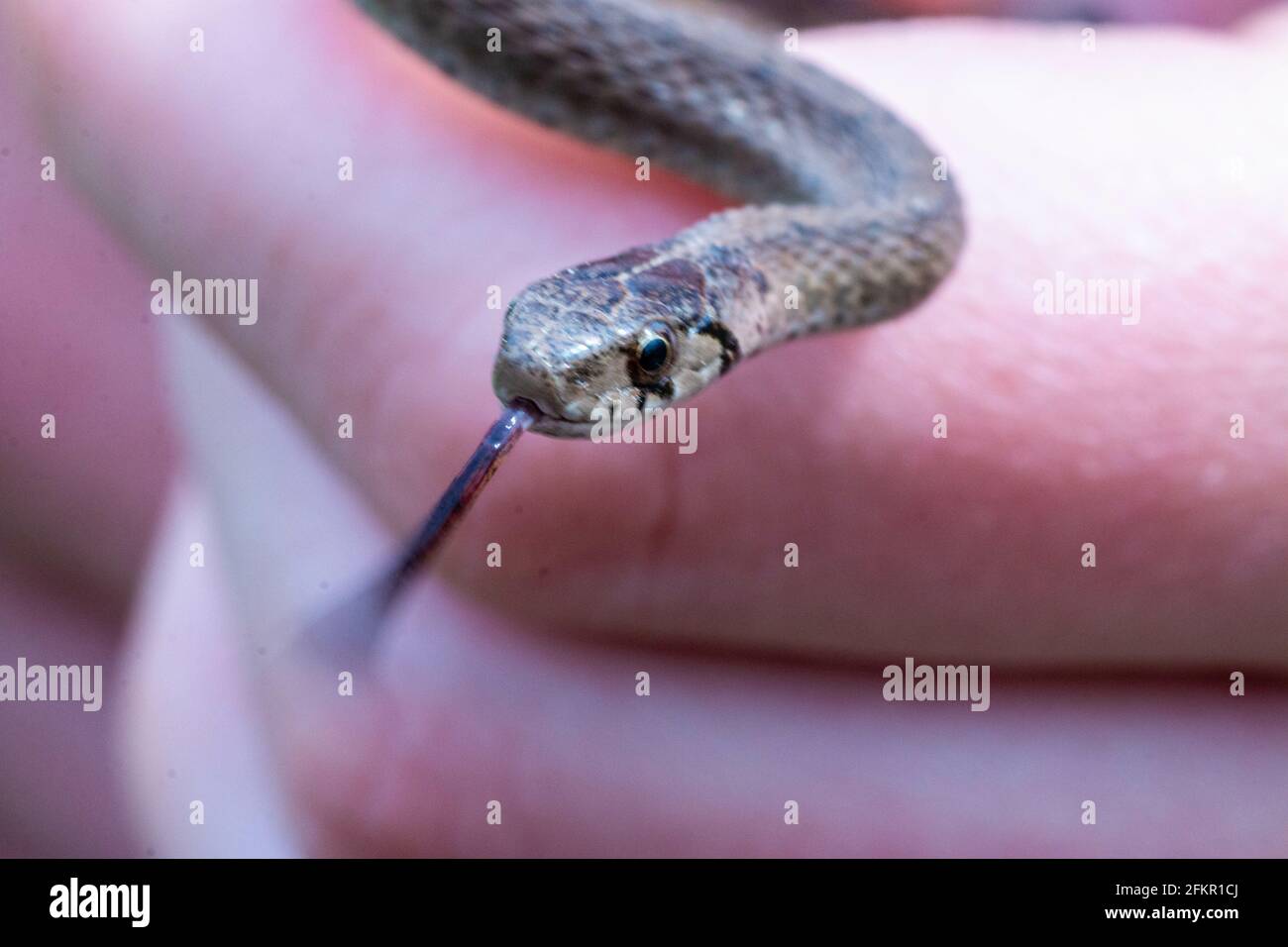 Dekays brown snake hi-res stock photography and images - Alamy