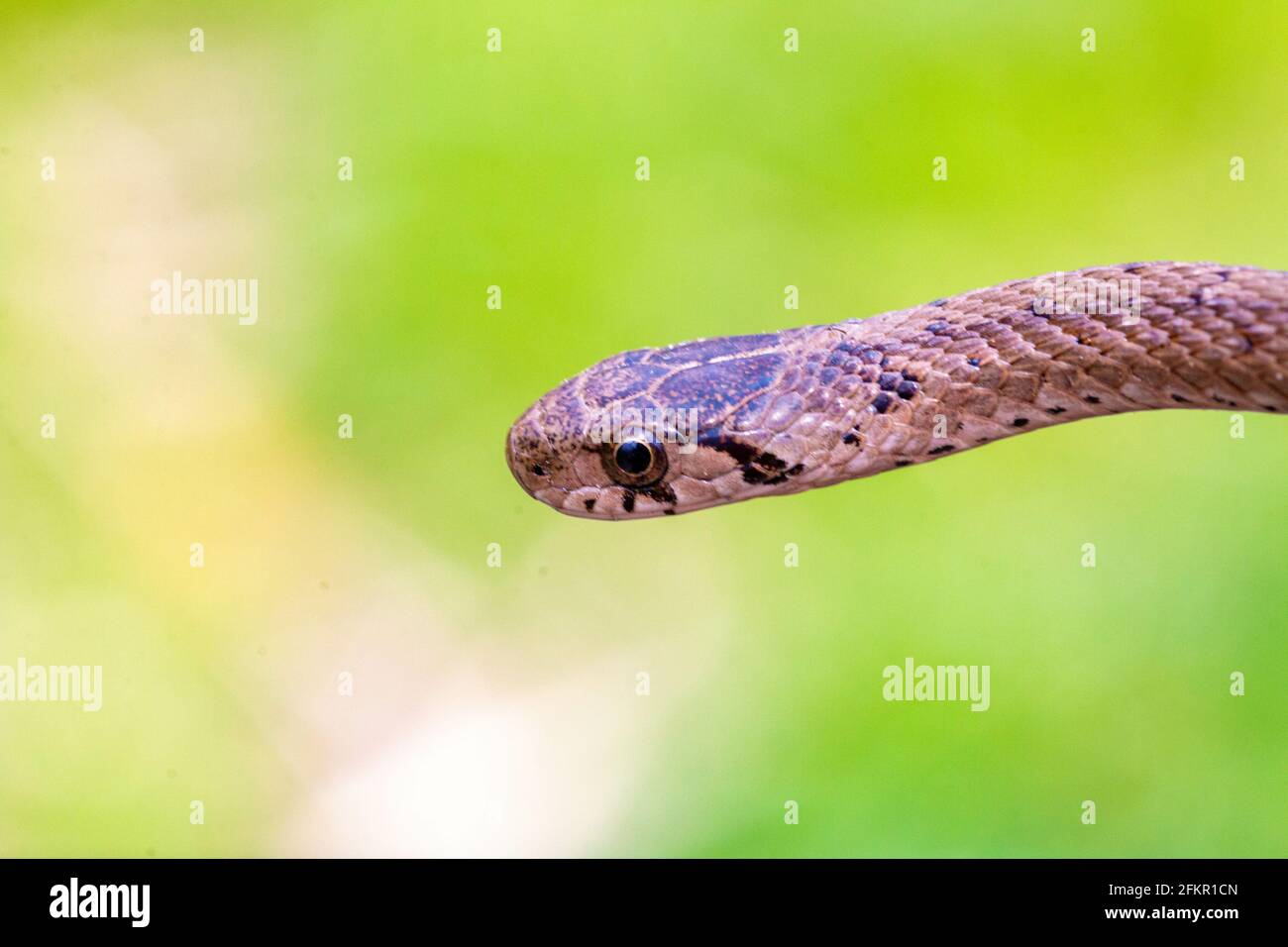 Dekays Brown Snake High Resolution Stock Photography and Images - Alamy