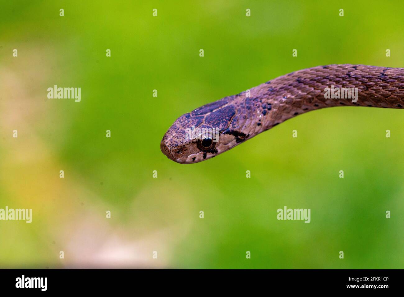 Dekays Brown Snake High Resolution Stock Photography and Images - Alamy