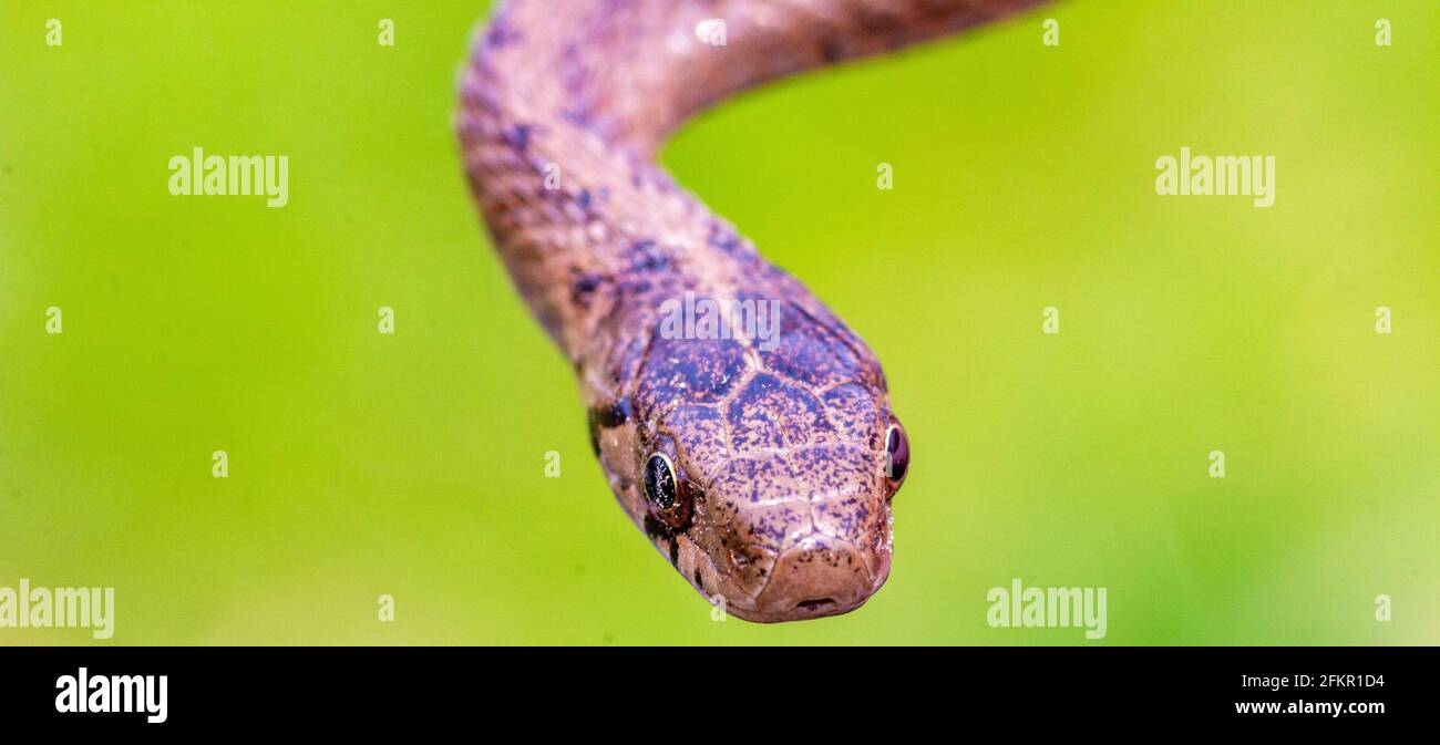 Selective focus shot of a newborn baby brown snake known as Storeria ...