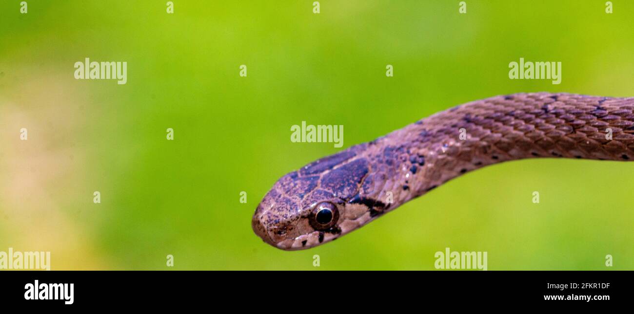 Dekays Brown Snake High Resolution Stock Photography and Images - Alamy