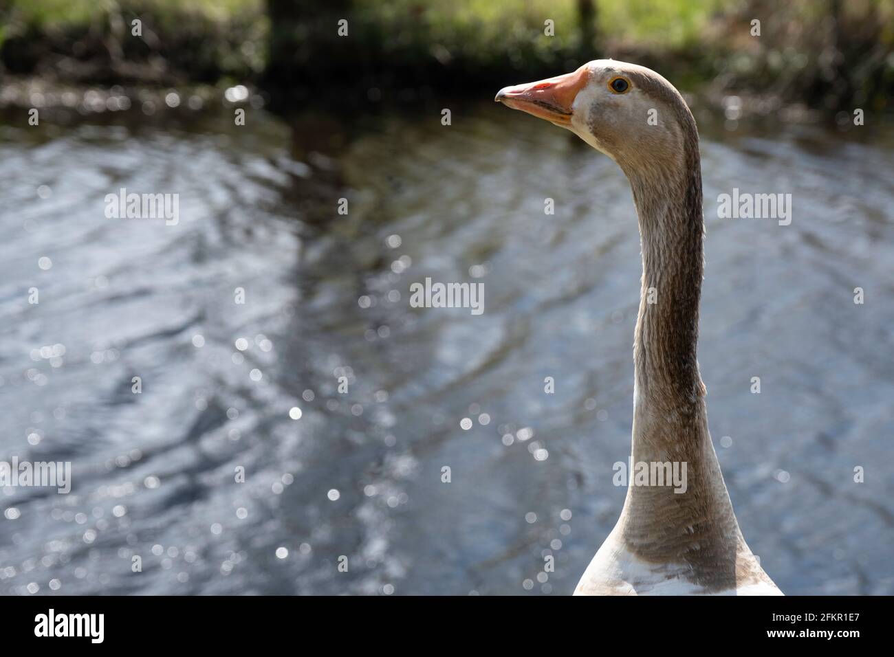 Greylag Goose turns his head and neck in front of a pond in a park in ...